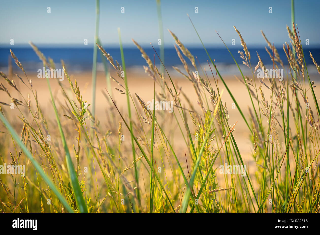 Sea dune grass hi-res stock photography and images - Alamy