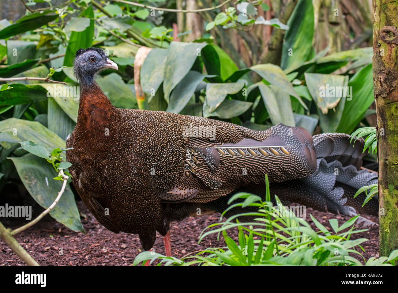 Great argus (Argusianus argus / Phasianus argus) Tropical pheasant ...
