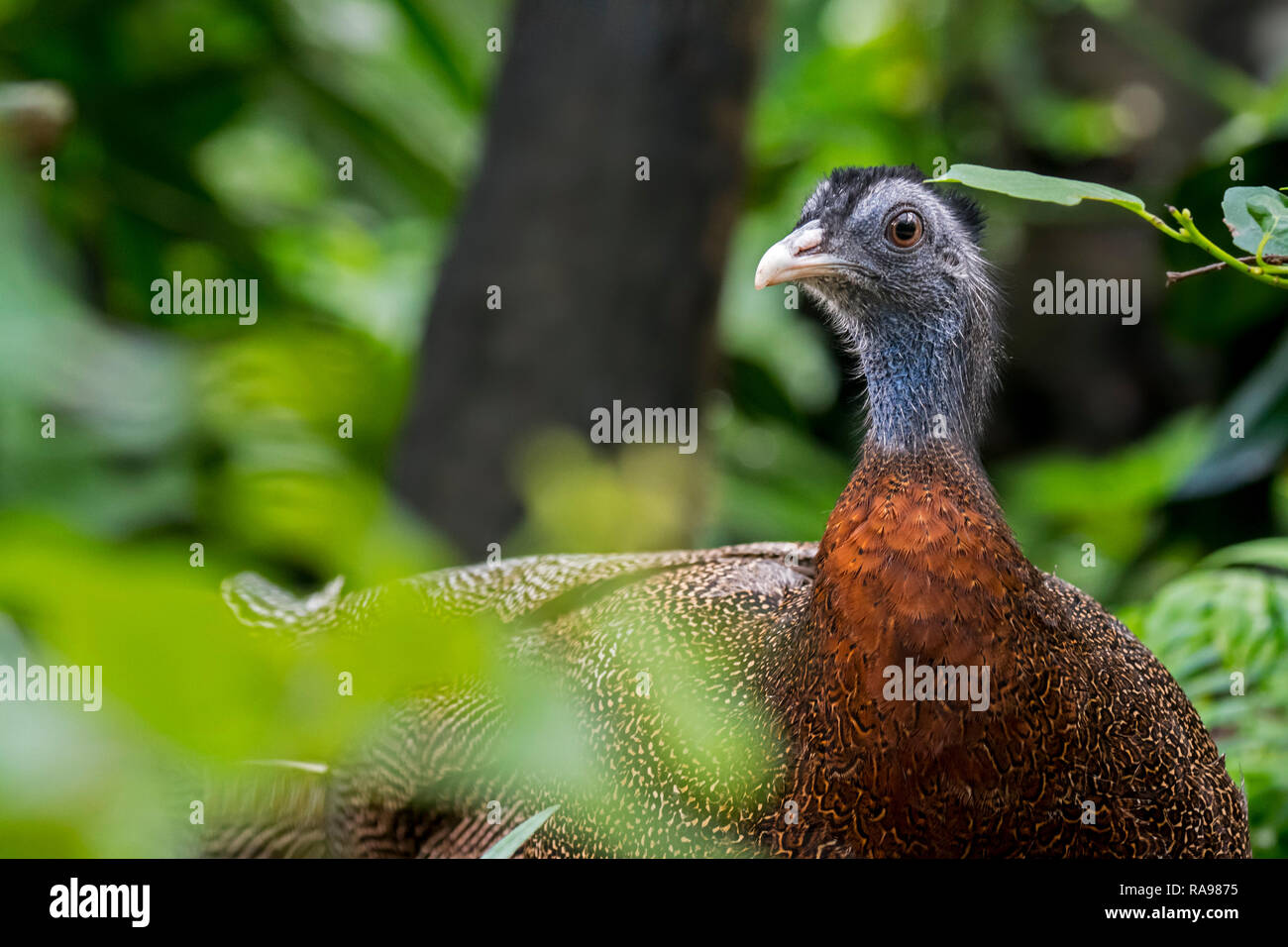 Great argus (Argusianus argus / Phasianus argus) Tropical pheasant ...