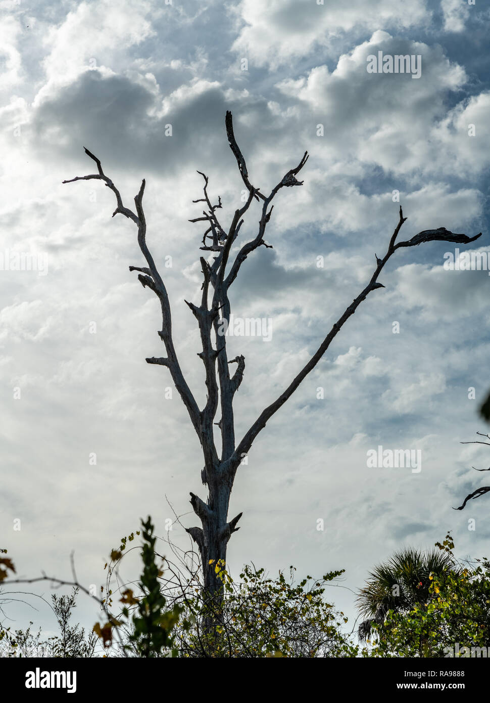 Dead mangrove tree hi-res stock photography and images - Alamy