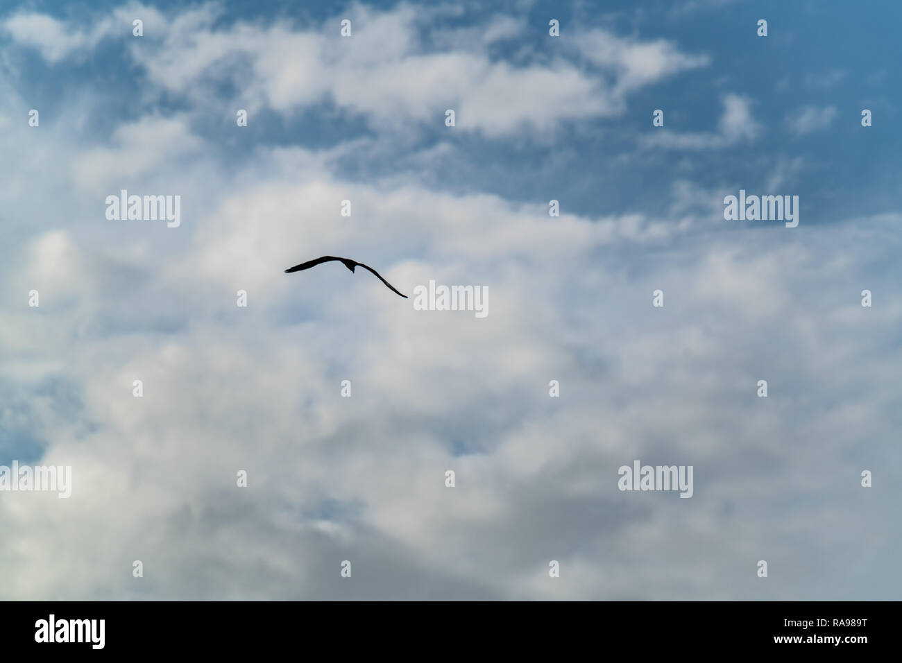 Osprey flies through the a blue cloudy sky hunting for prey Stock Photo ...