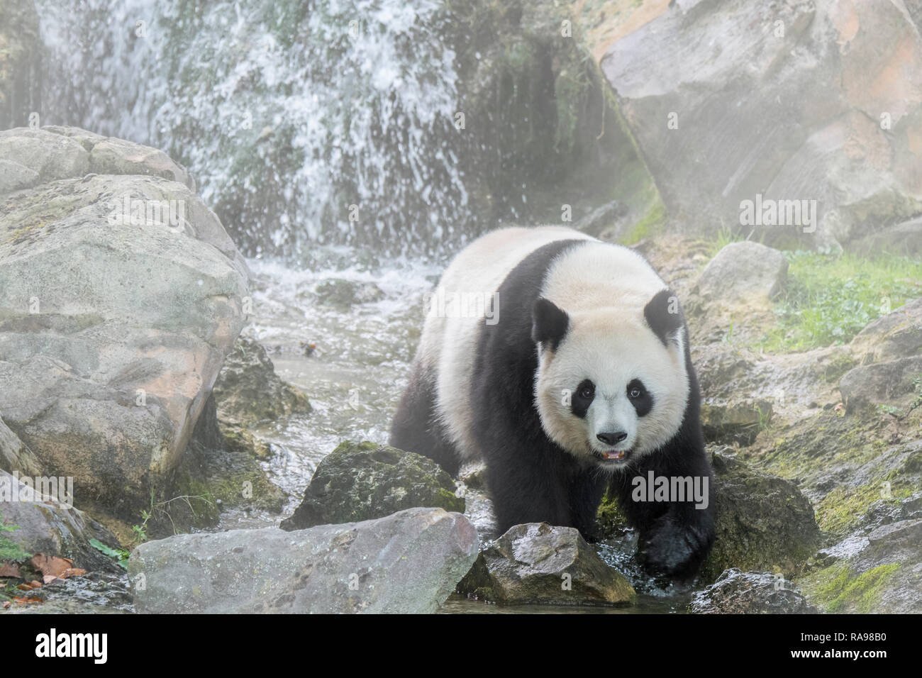 Giant panda (Ailuropoda melanoleuca) foraging in the mist in front of ...