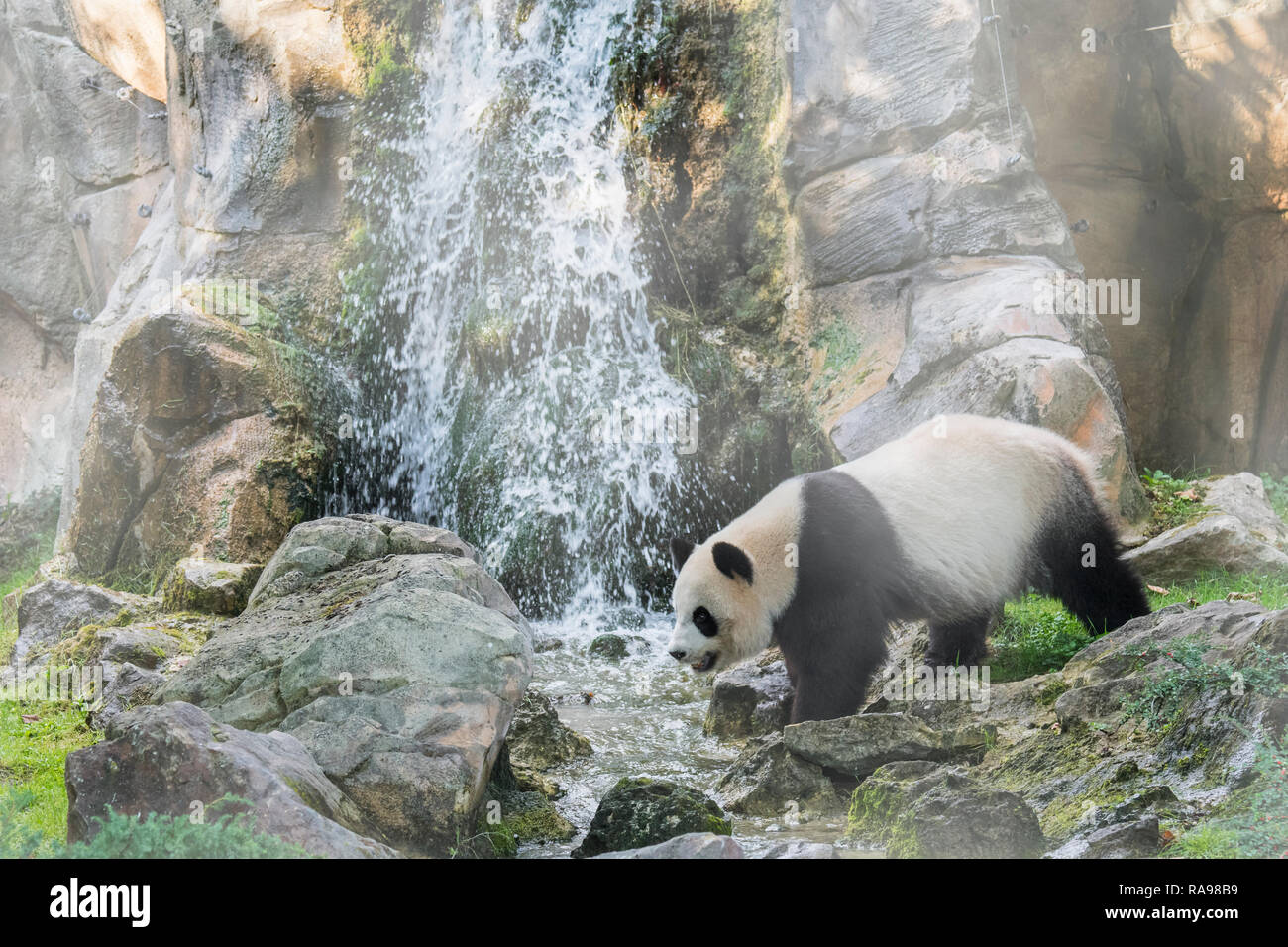 Giant panda (Ailuropoda melanoleuca) standing in front of waterfall in ...