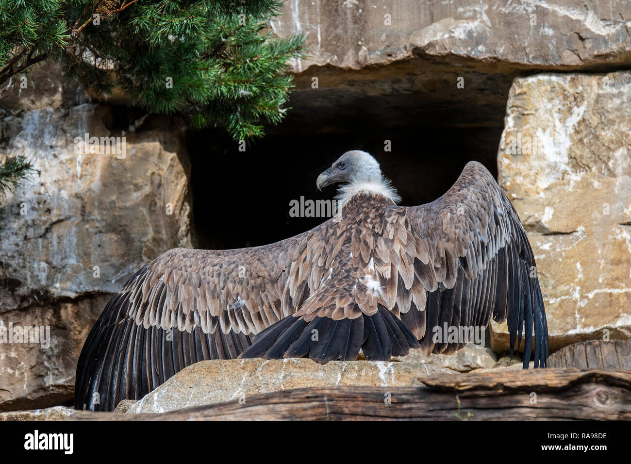 Sunbathing griffon vulture (Gyps fulvus) in cliff face showing horaltic ...