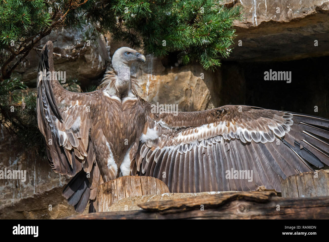 Sunbathing griffon vulture (Gyps fulvus) in cliff face showing horaltic ...