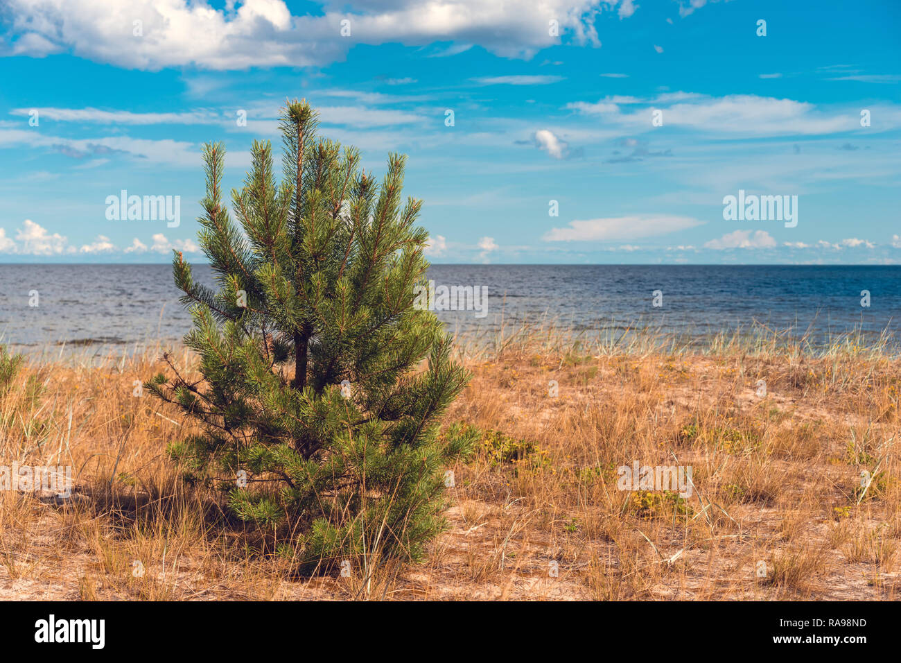 Baltic sea coastline pine hi-res stock photography and images - Alamy