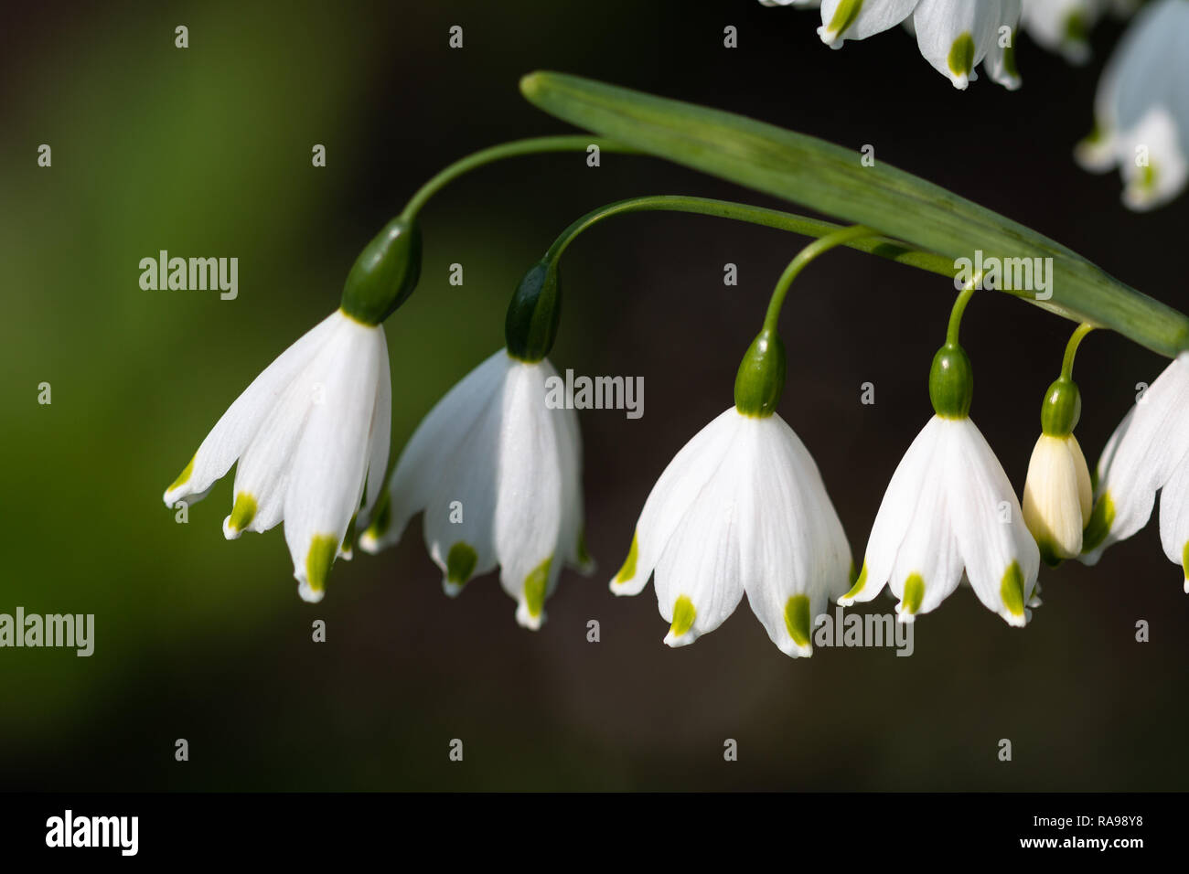 Drooping bell shaped flowers hi-res stock photography and images - Alamy