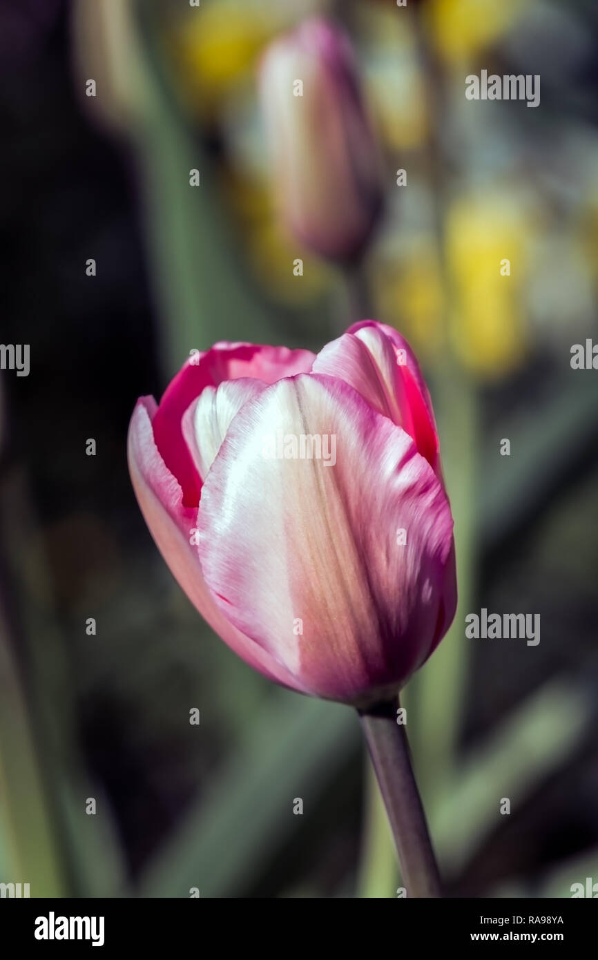 Single tulip flower photographed in a garden Stock Photo - Alamy
