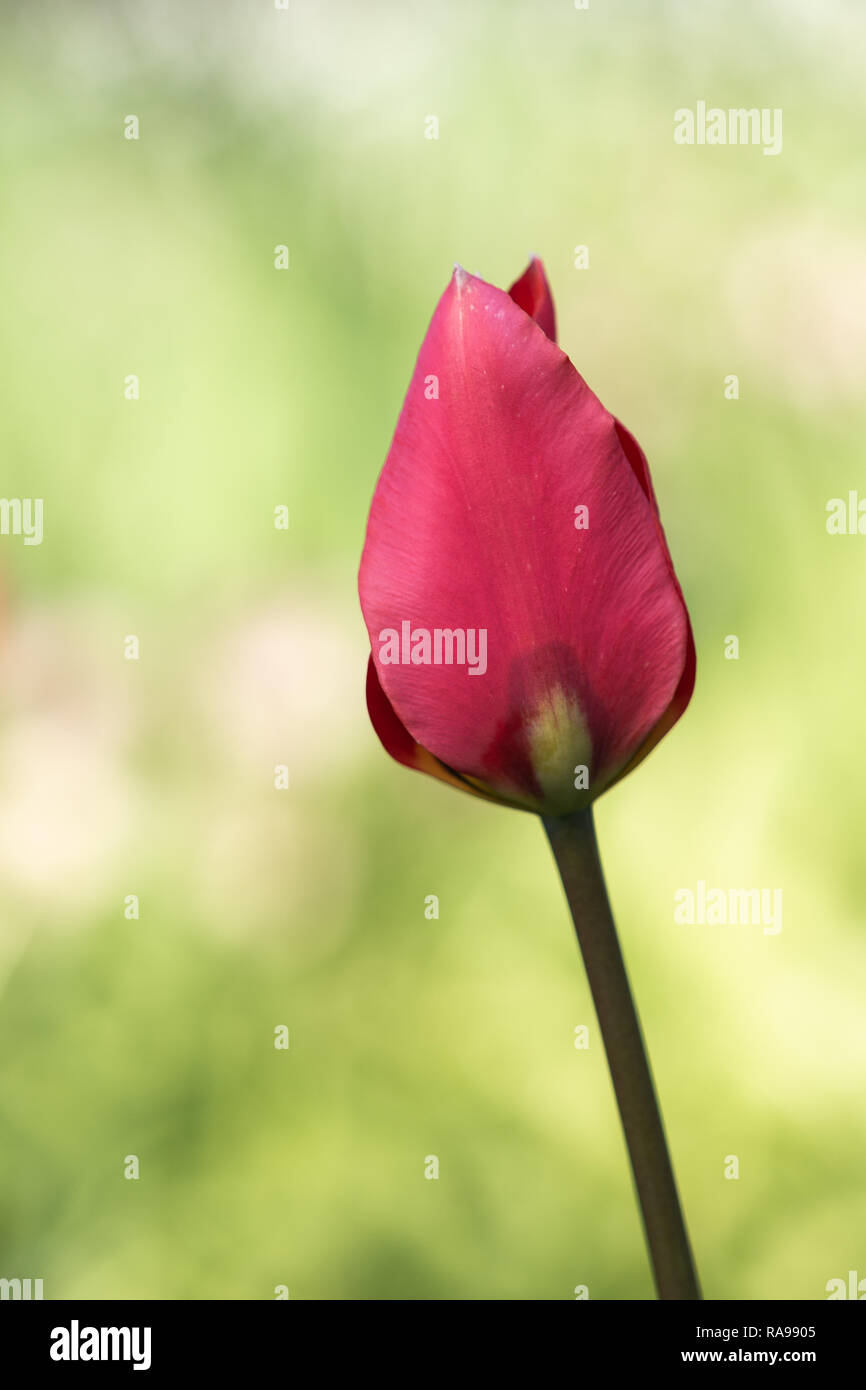 Single tulip flower photographed in a garden Stock Photo - Alamy