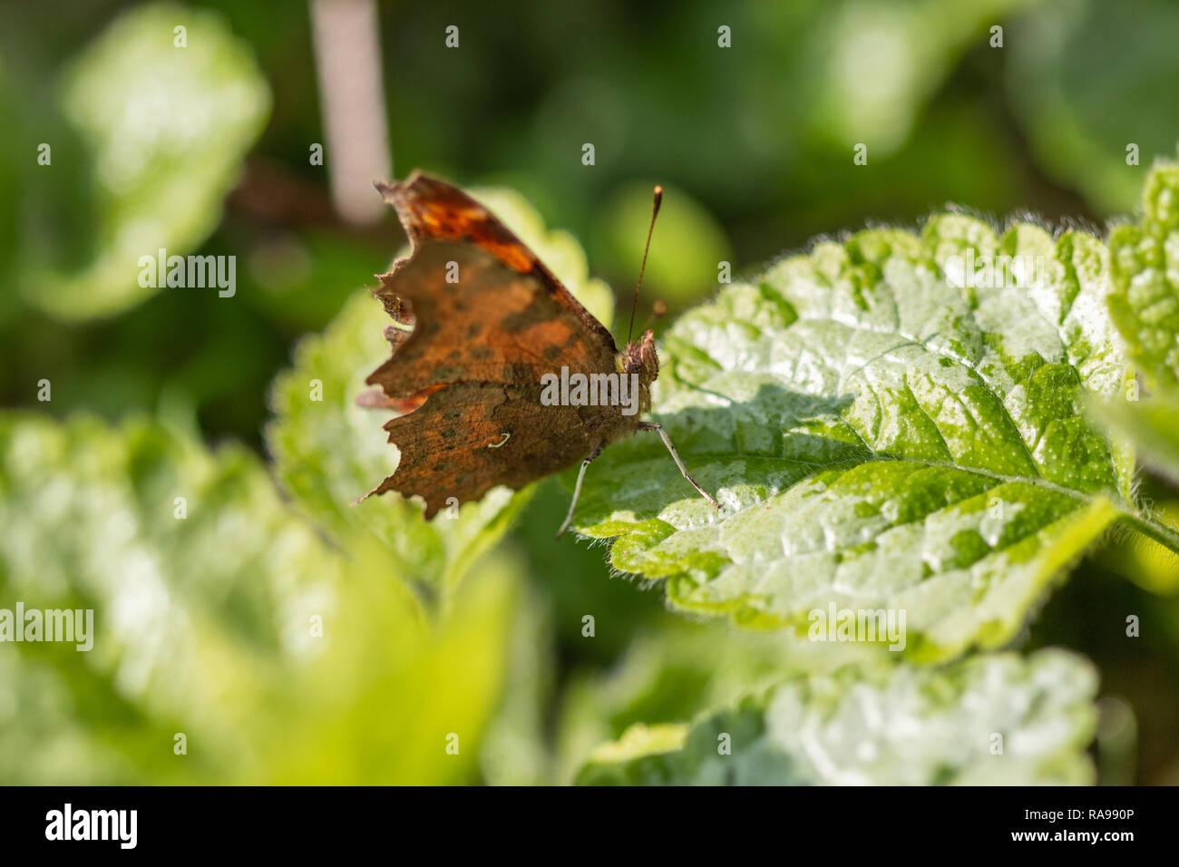 Butterfly closed wings hi-res stock photography and images - Alamy