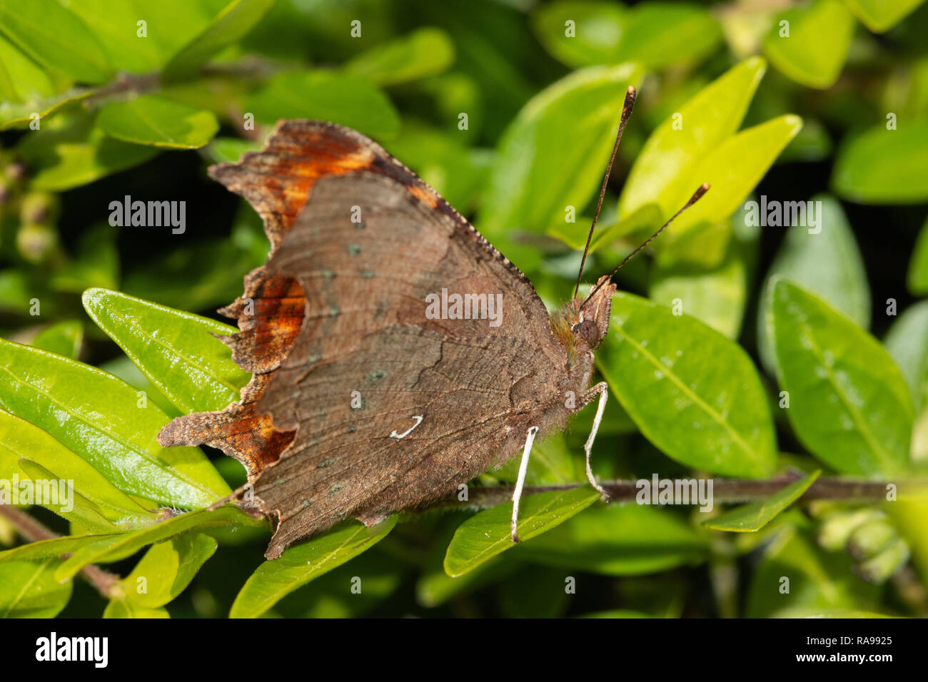 Butterfly closed wings hi-res stock photography and images - Alamy