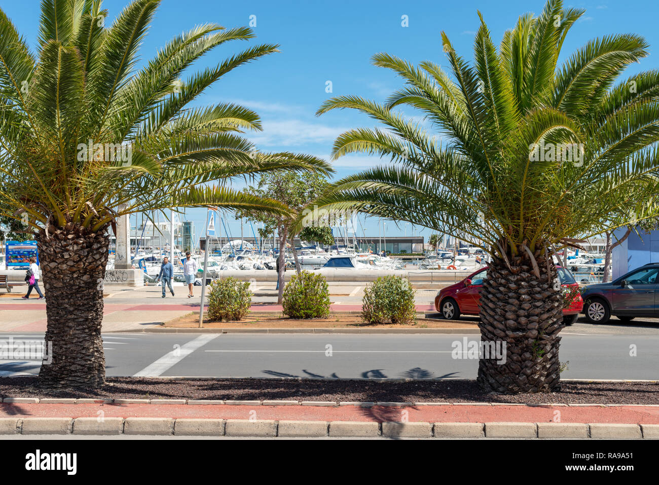 Palm trees along the main road running alongside the sea near Denia ...