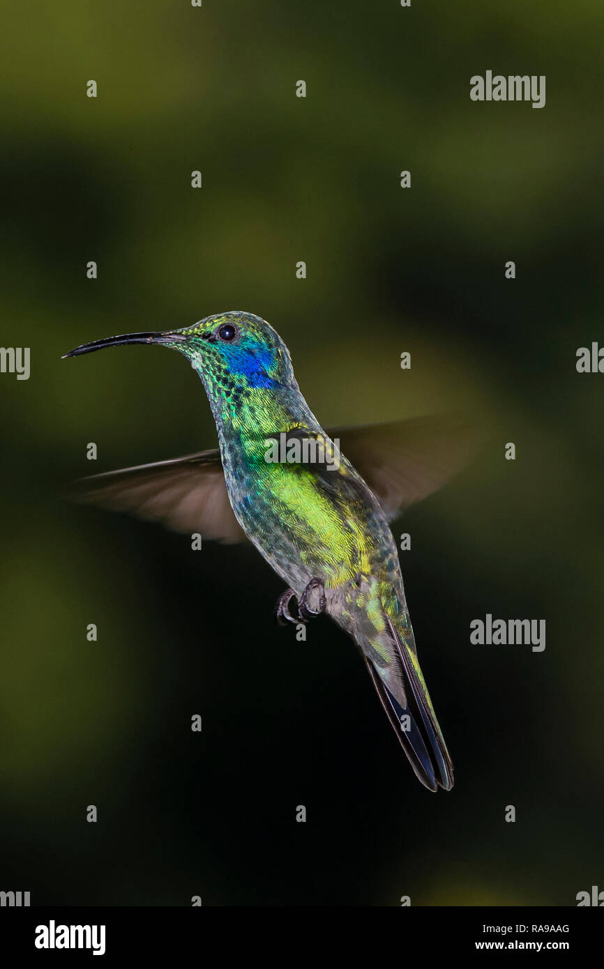 Green Violetear hummingbird in Costa Rica Stock Photo - Alamy