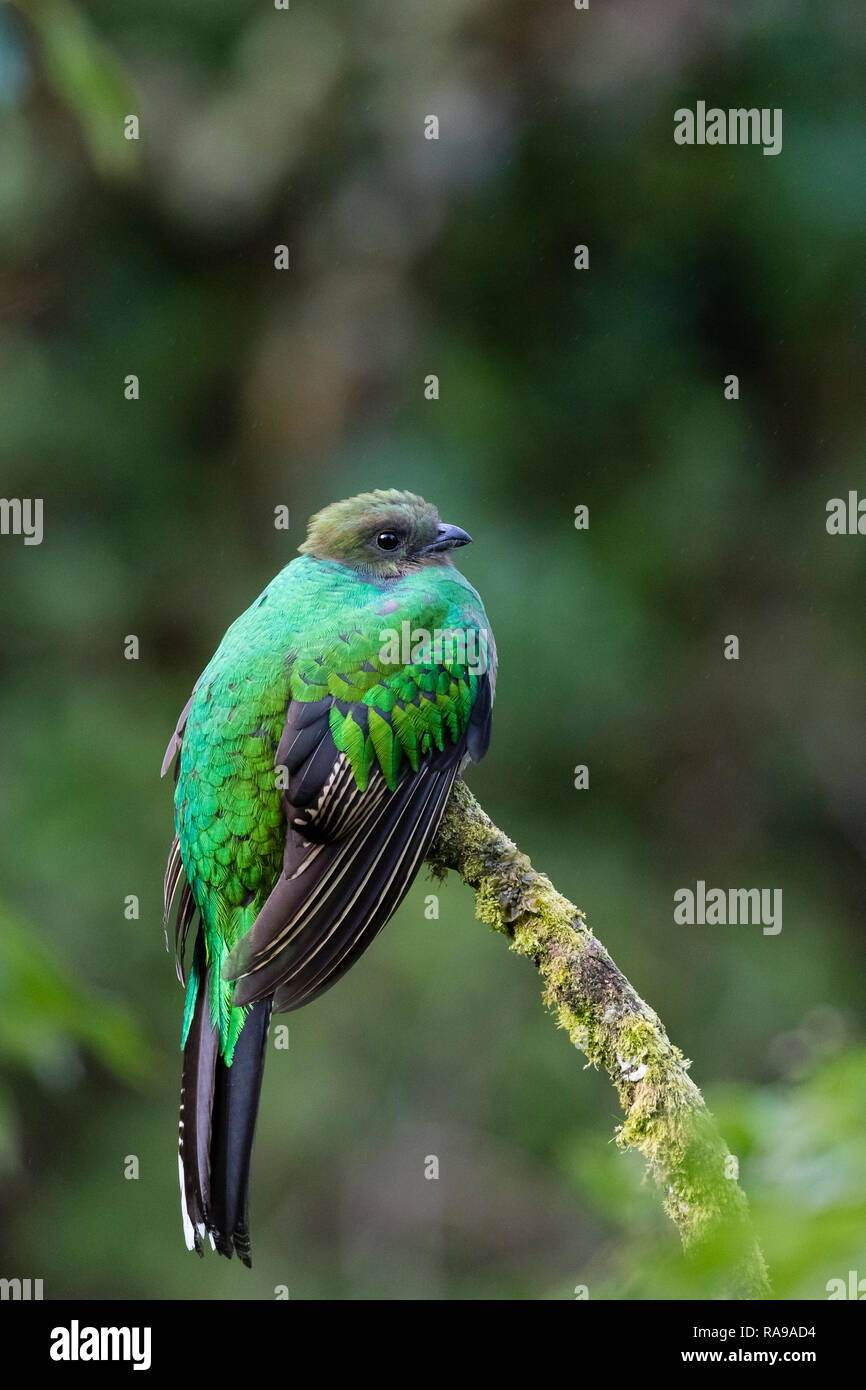 Female Resplendent Quetzal in Costa Rica Stock Photo - Alamy
