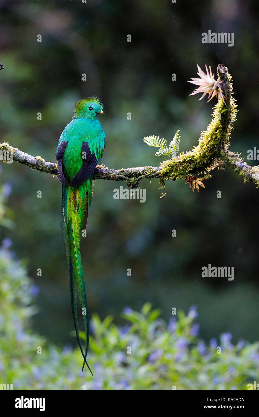 Male Resplendent Quetzal in Costa Rica Stock Photo - Alamy