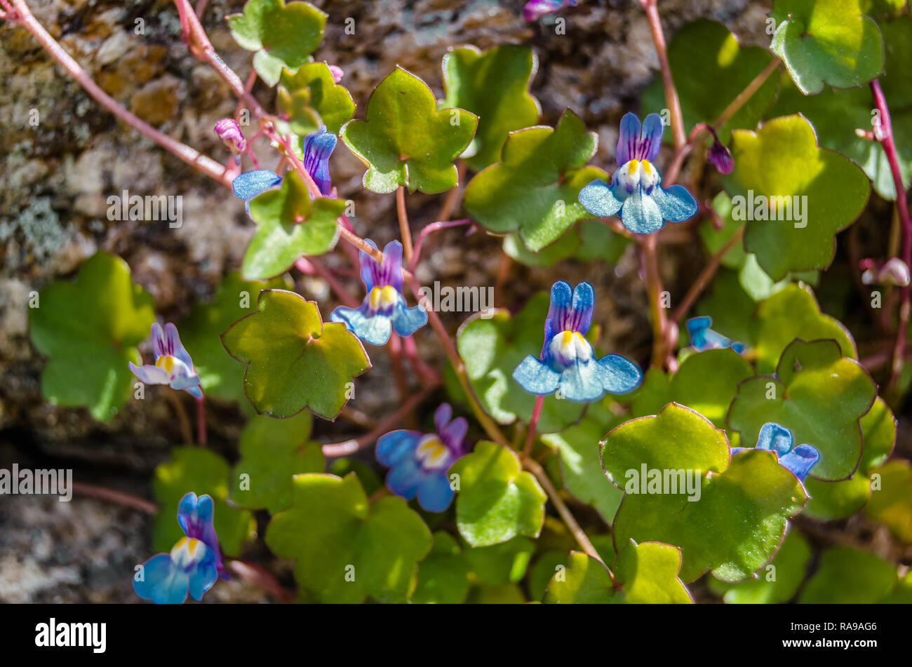 Wild small snapdragon flower in blossom during springtime Stock Photo ...
