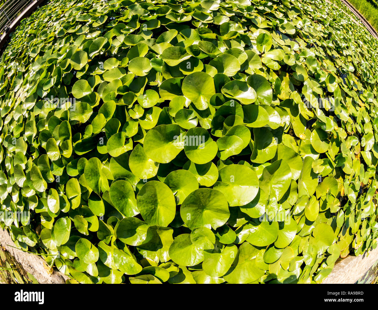 Duckweed (Lemnoideae) in a pond in the sunny day, fisheye image Stock ...