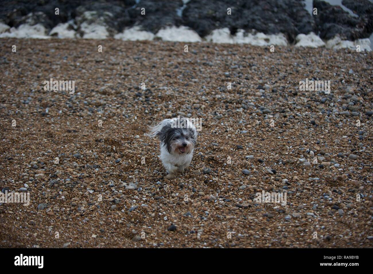 Puppy On A Beach With Rocks High Resolution Stock Photography and ...
