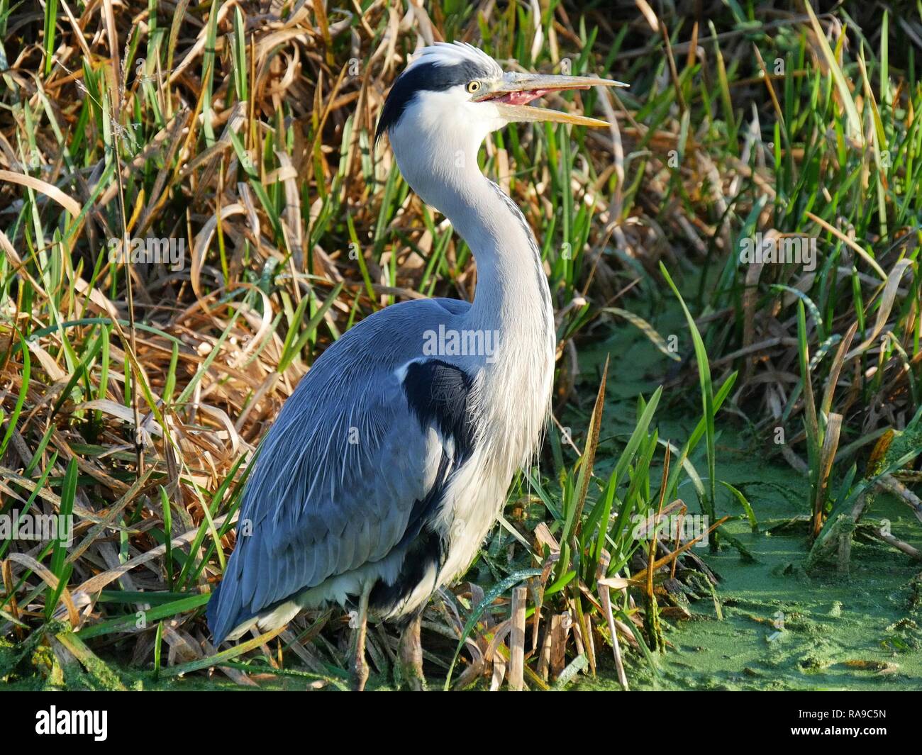 Photos for calender hi-res stock photography and images - Alamy