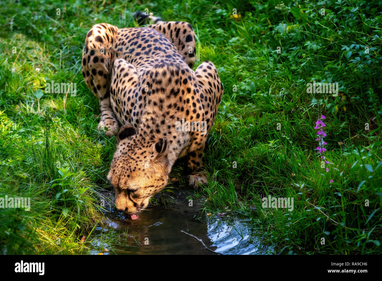 Thirsty leopard hi-res stock photography and images - Alamy