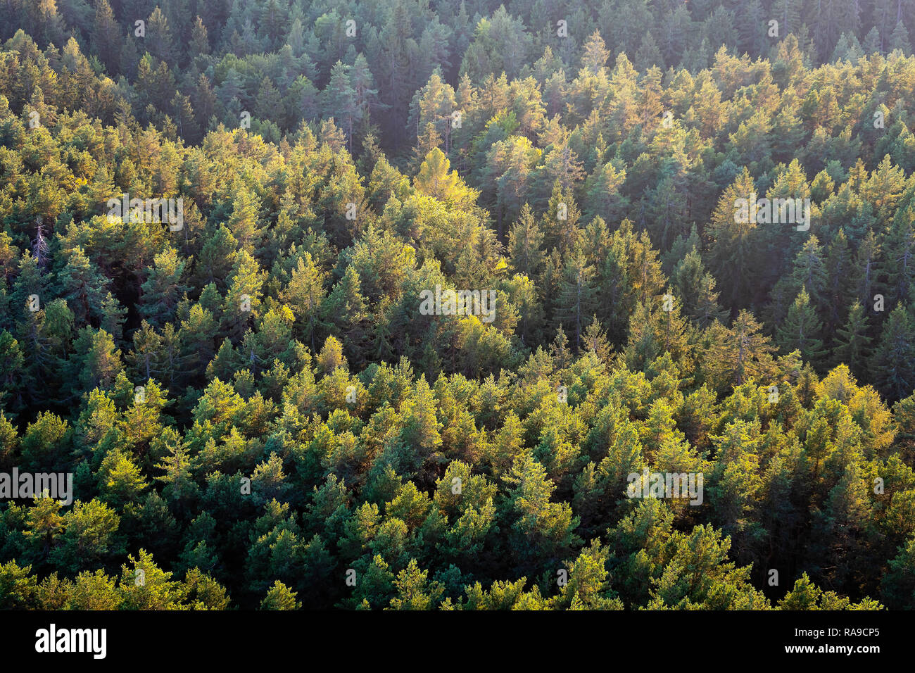 Beautiful panoramic photo over the tops of pine forest. Aerial view ...
