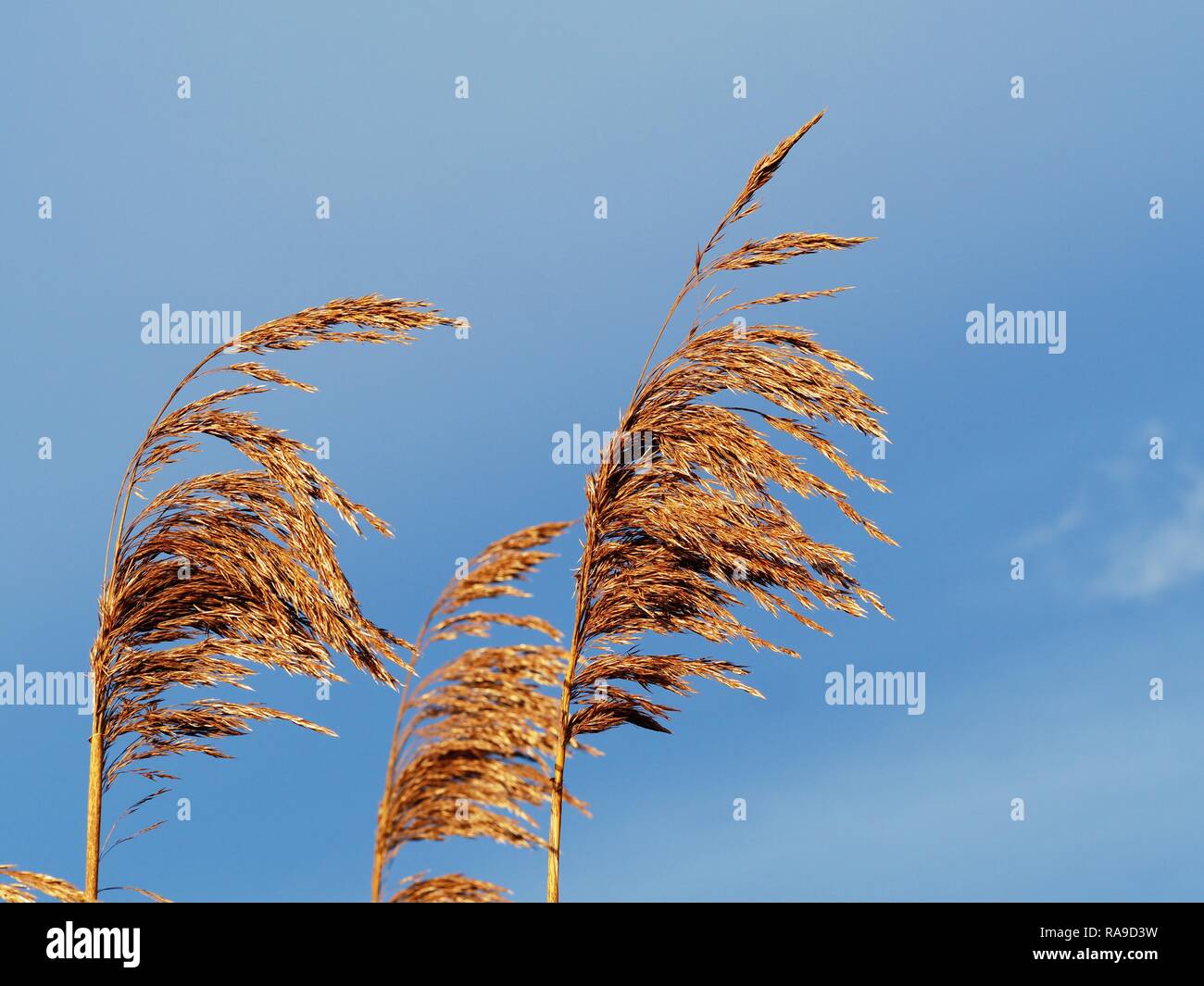 Golden autumn light hi-res stock photography and images - Alamy