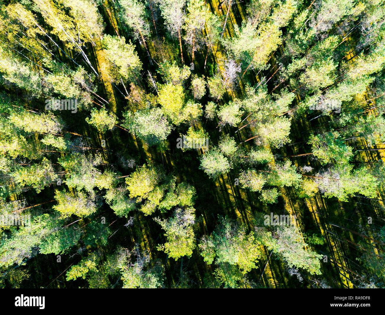 Aerial view of a green forest. Beautiful landscape. Clouds over the ...