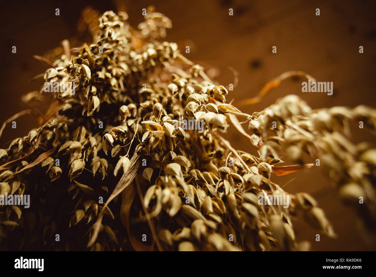 Corn shock hi-res stock photography and images - Alamy