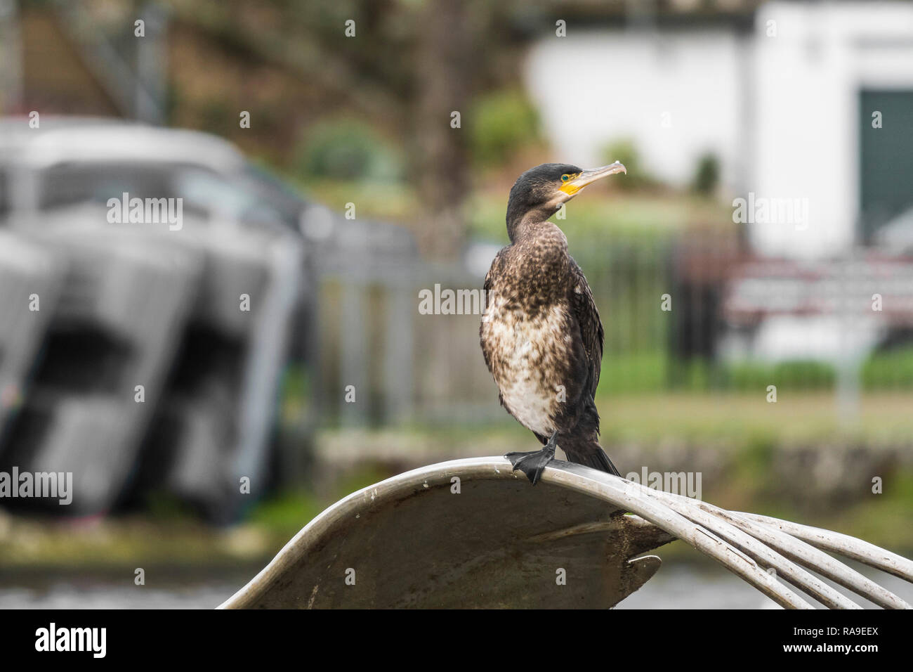 Juvenile cormorant hi-res stock photography and images - Alamy
