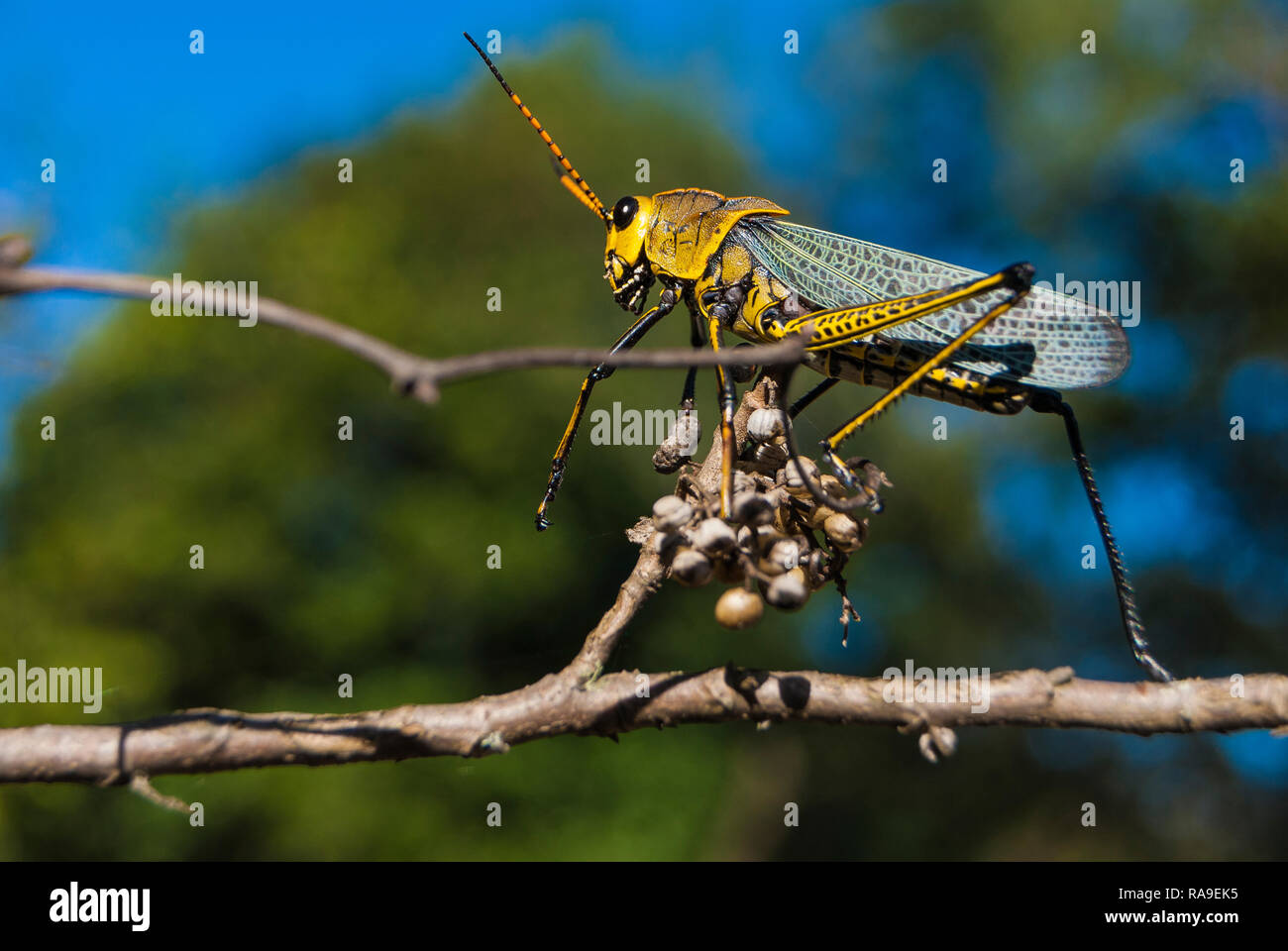 Crazy hopper hi-res stock photography and images - Alamy