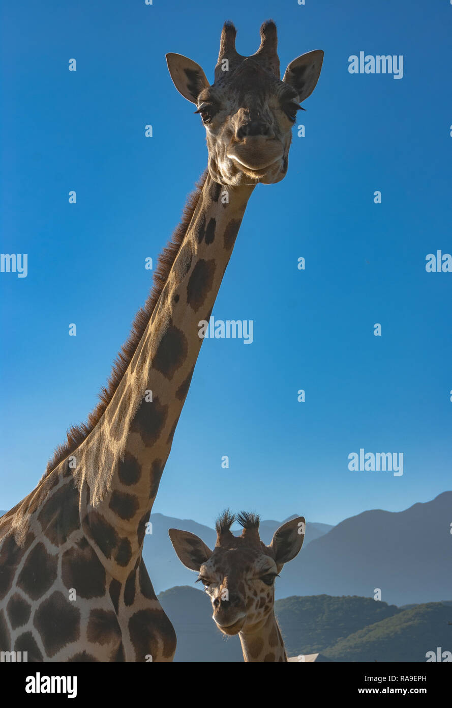 Jiraffe mother and child Stock Photo - Alamy