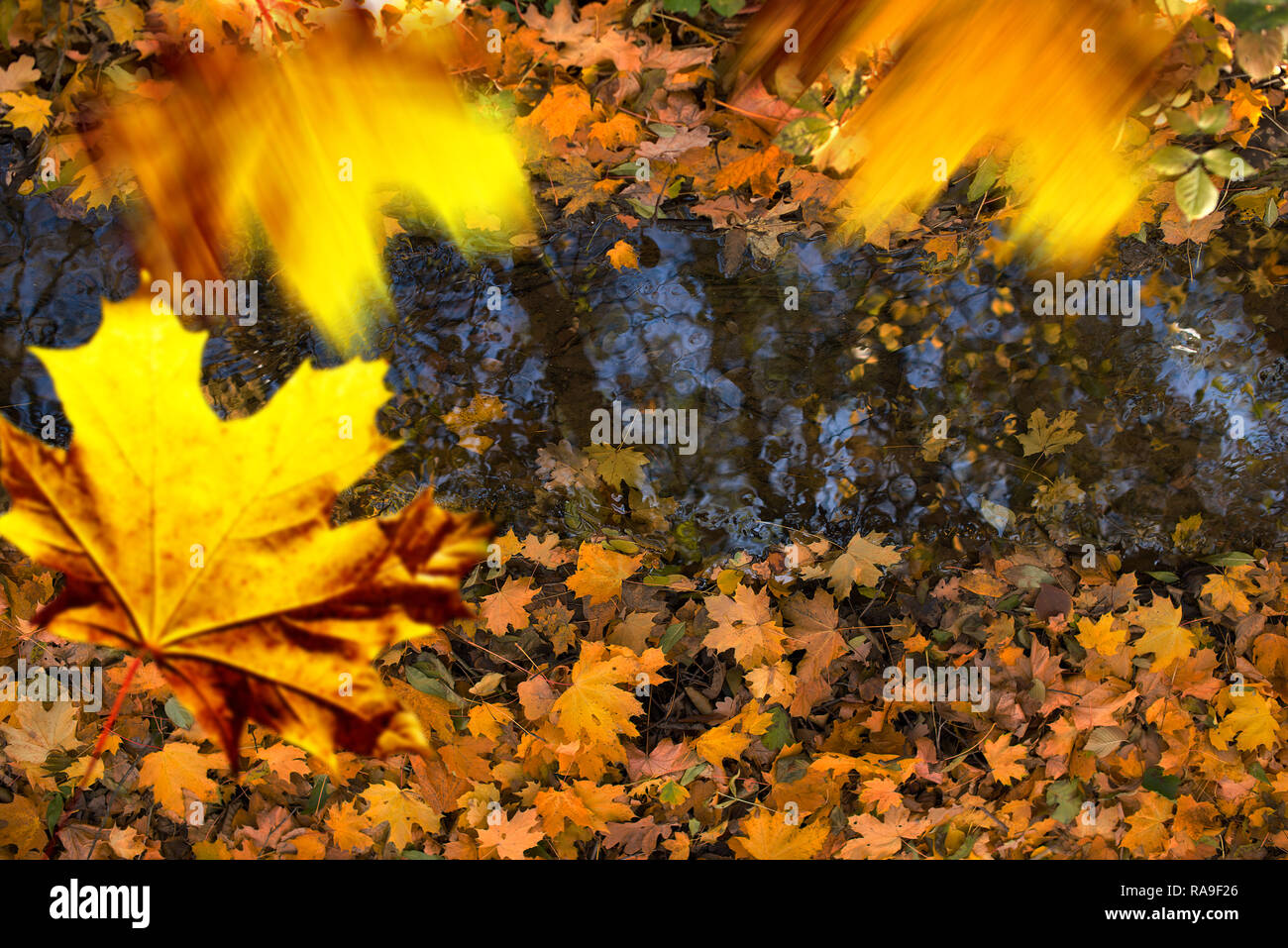 Falling leaves over the creek in the autumn Stock Photo - Alamy