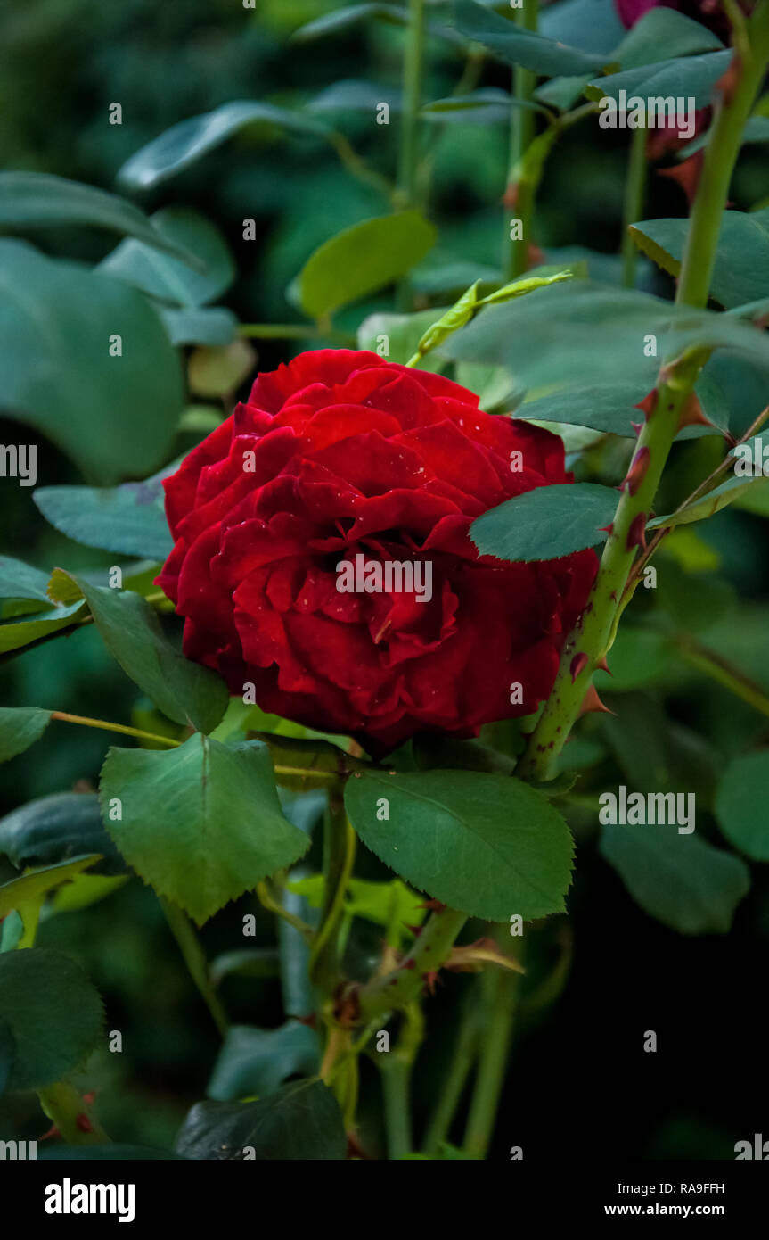 Red rose that is symbol of love growing in the garden Stock Photo - Alamy