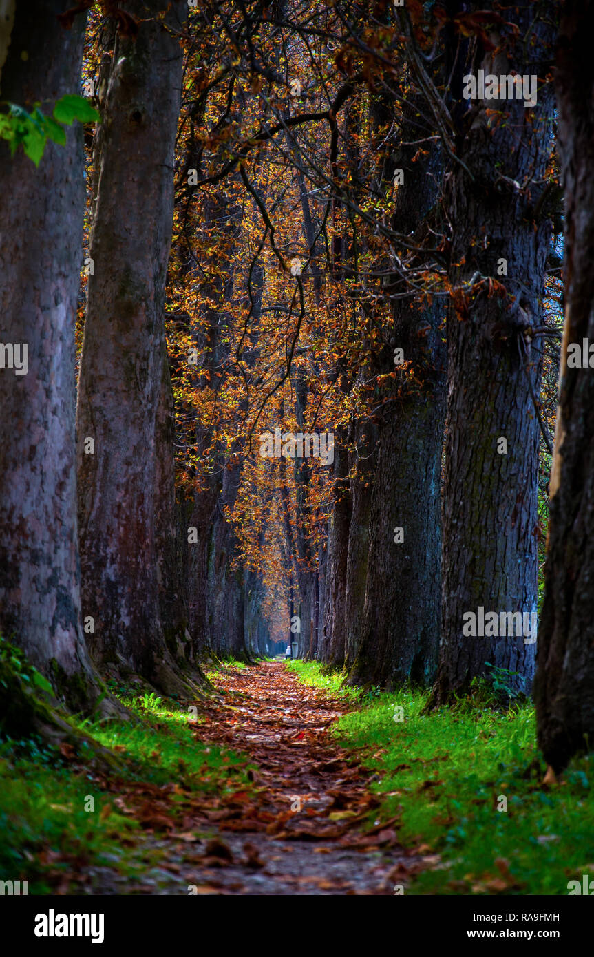 Big alley or Velika aleja to the Vrelo Bosne in Sarajevo Stock Photo ...