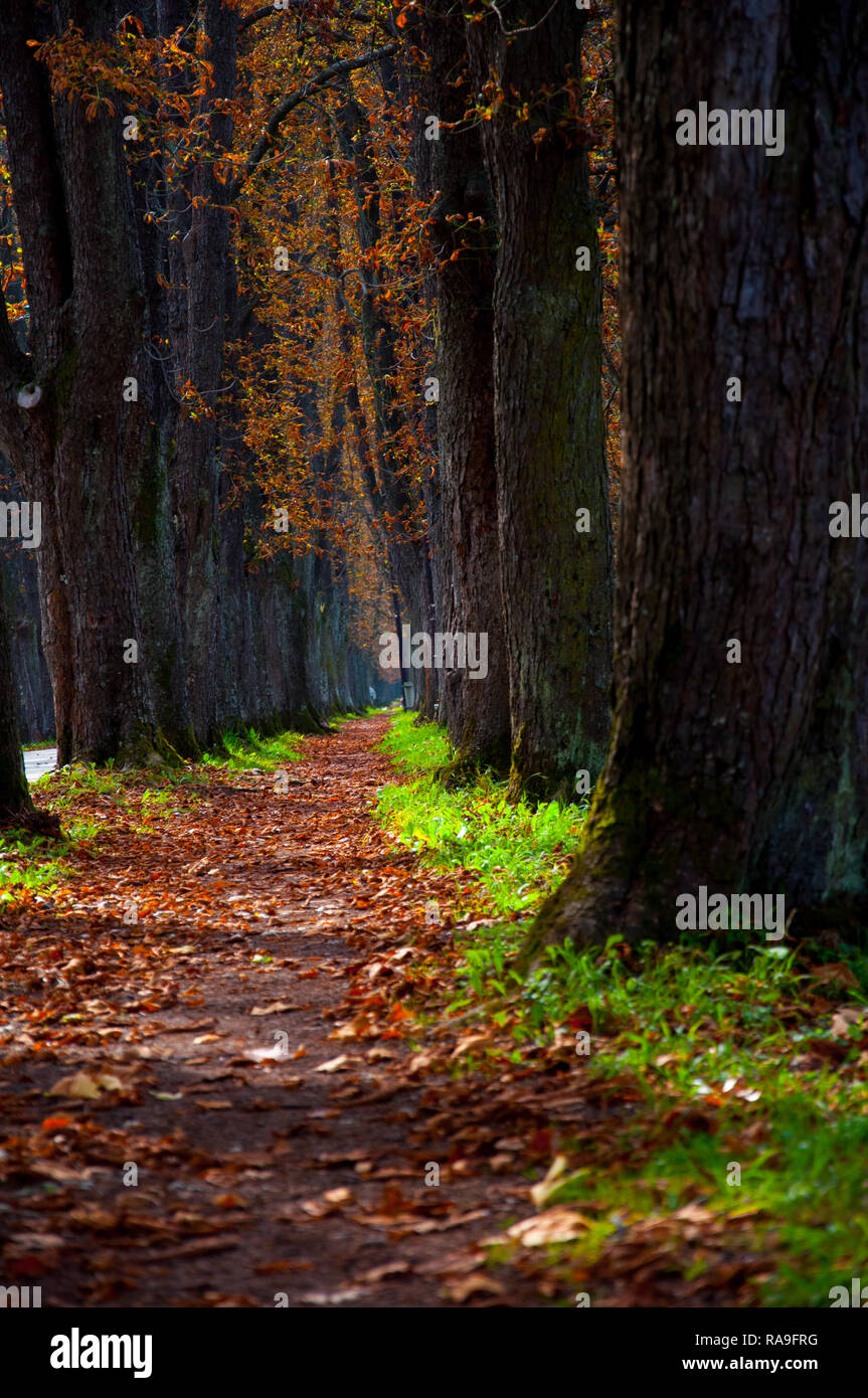 Big alley or Velika aleja to the Vrelo Bosne in Sarajevo Stock Photo ...