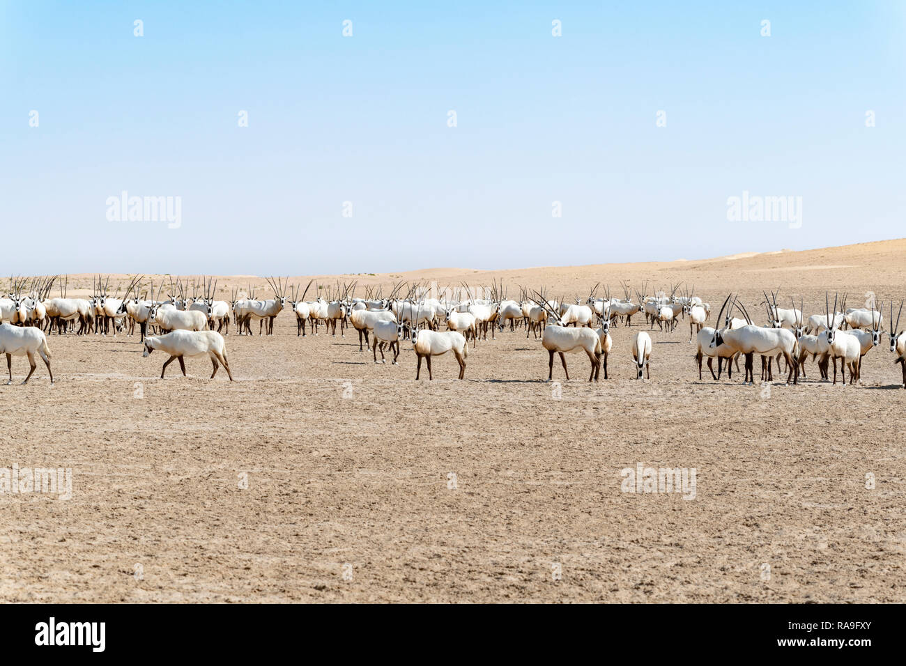 Exotic desert species hi-res stock photography and images - Alamy