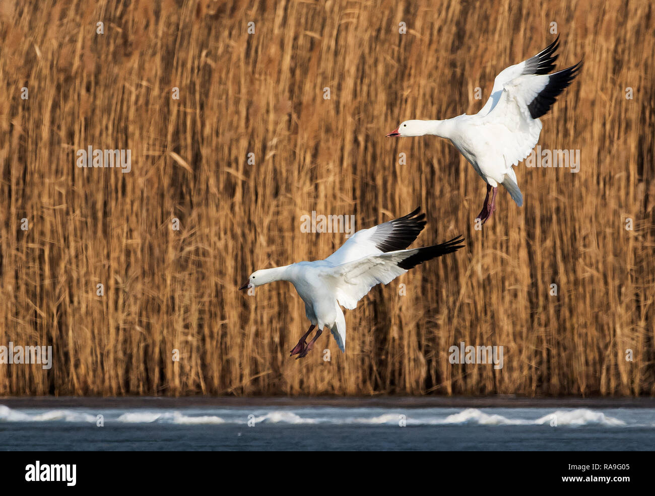 Two snow geese about to land in salt marsh habitat Stock Photo - Alamy