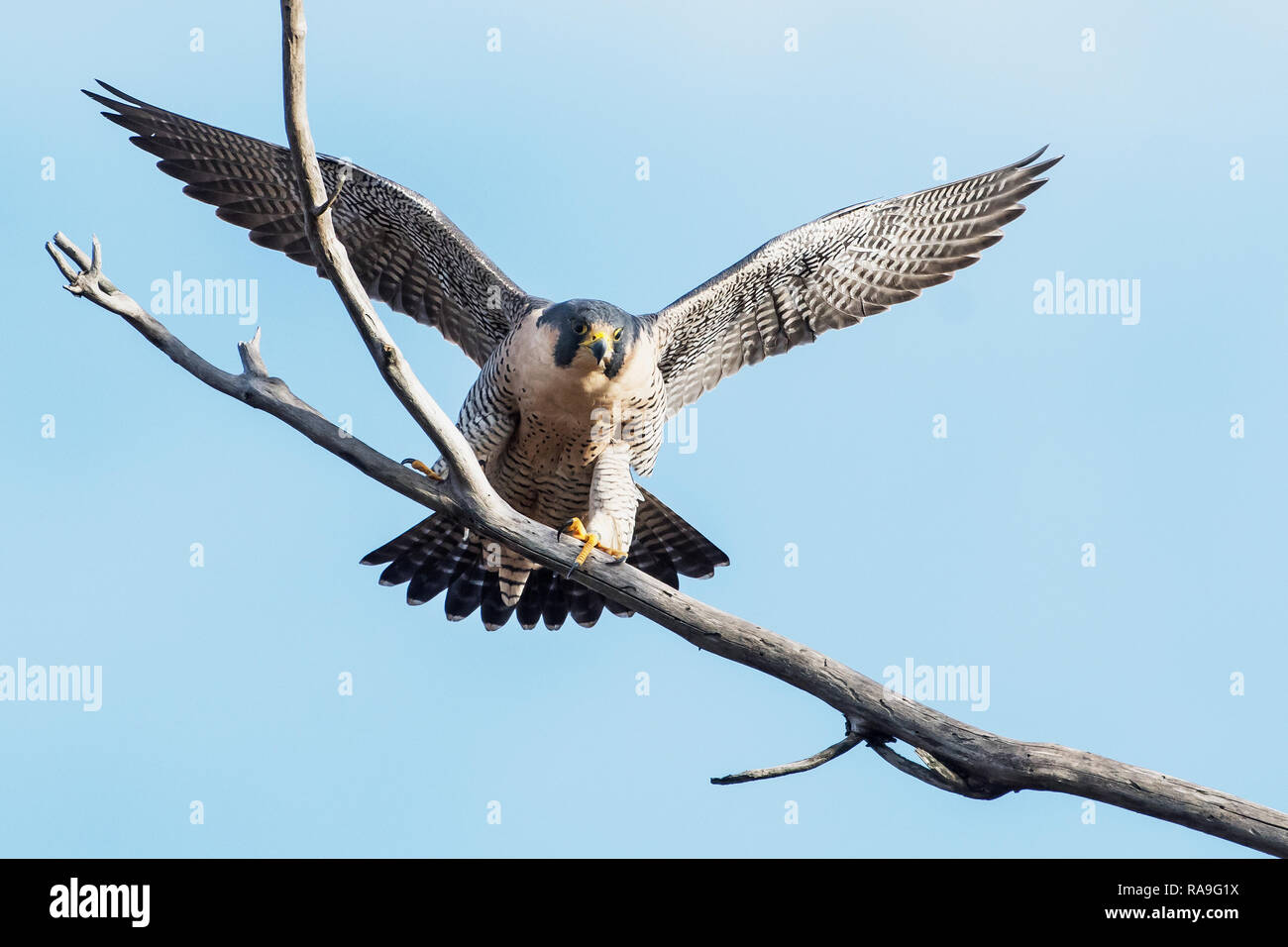 Peregrine falcon in flight hi-res stock photography and images - Alamy