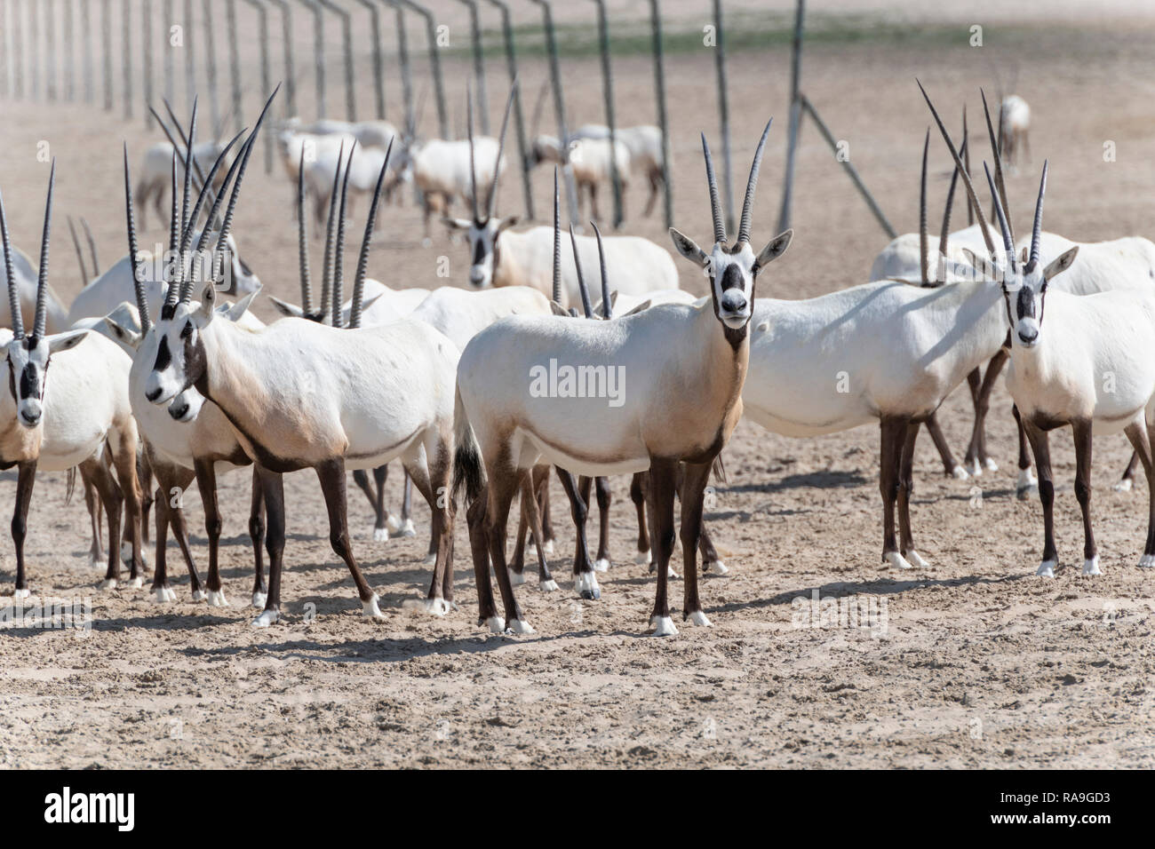 Arabian oryxes in the desert of the Middle East, Arabian Peninsula ...