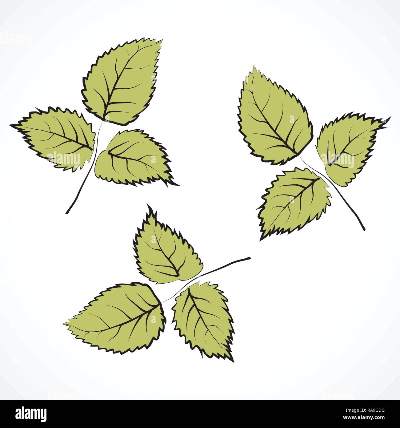 highly detailed hand drawn rose's leaves Stock Vector Image & Art - Alamy