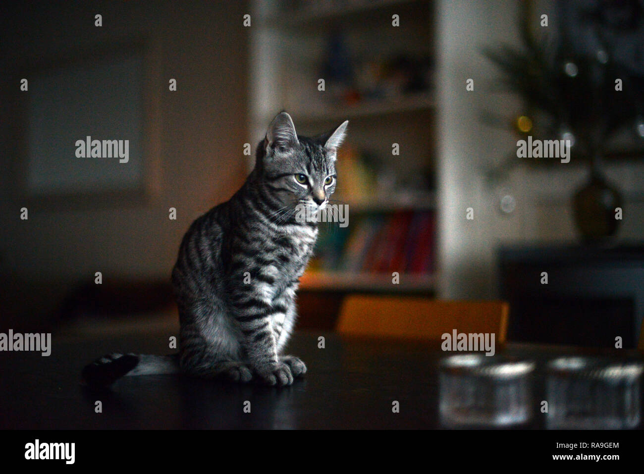 Kitten sitting on a desk hi-res stock photography and images - Alamy