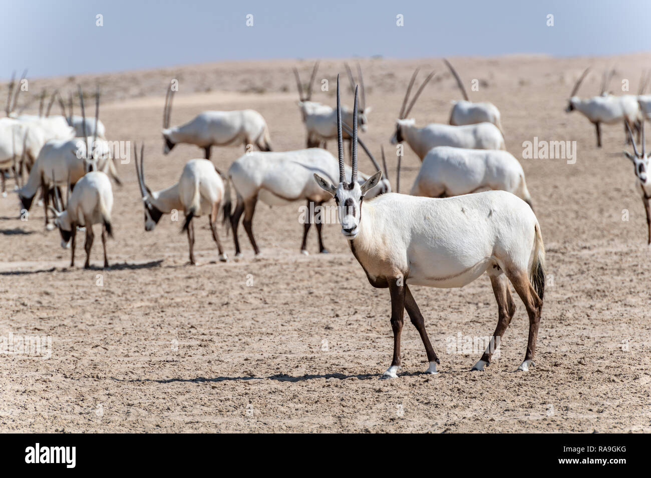 Arabian Oryx seen in the Desert Stock Photo - Alamy