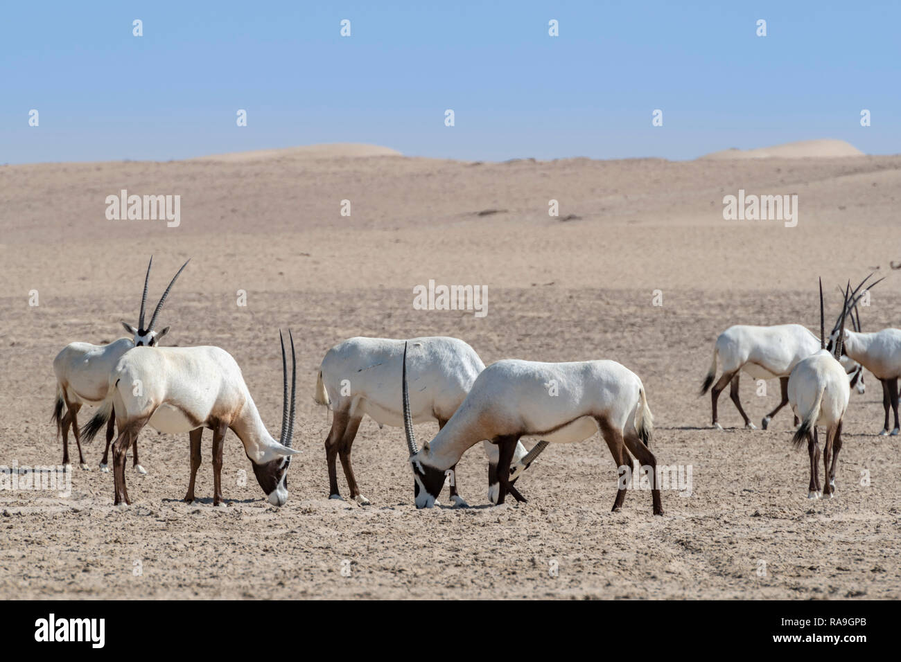 Arabian oryxes in the desert of the Middle East, Arabian Peninsula ...