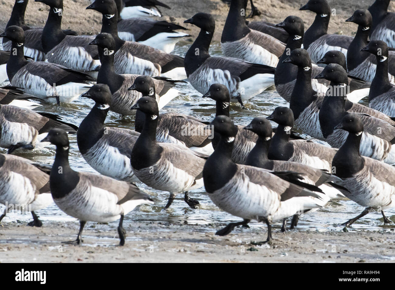 Atlantic brant geese flock in tight formation Stock Photo - Alamy