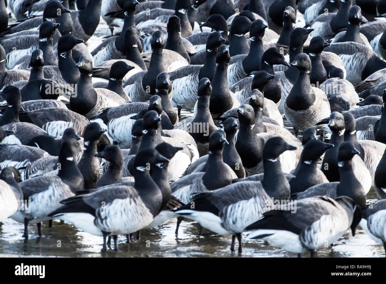 Atlantic brant geese flock in tight formation Stock Photo - Alamy