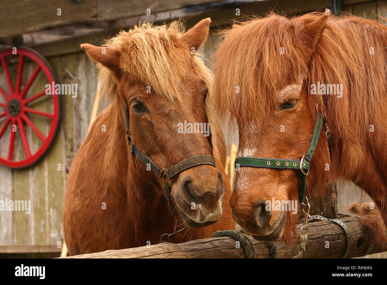 Two horses funny hi-res stock photography and images - Alamy