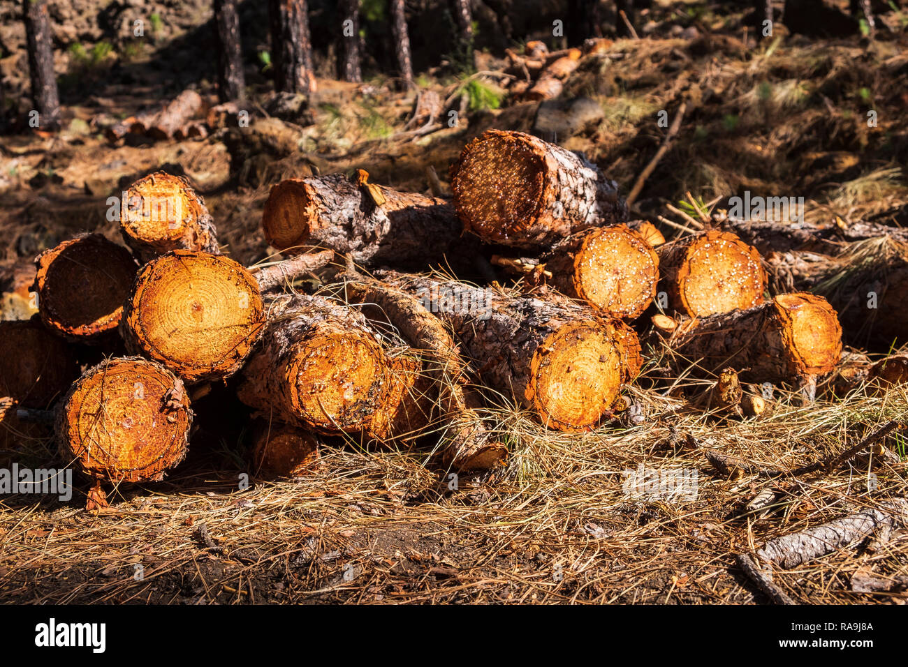 Logs cut from the pinus canariensis, canarian pine tree in the forest ...