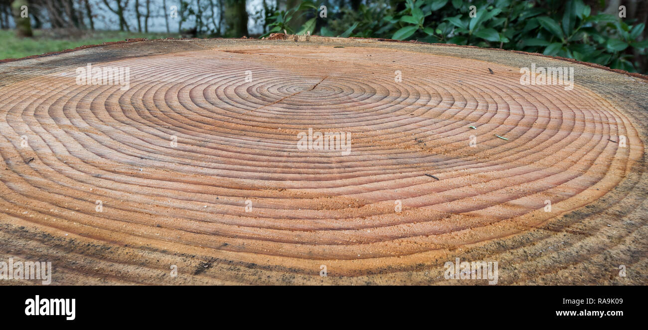 Tree trunk rings hi-res stock photography and images - Alamy