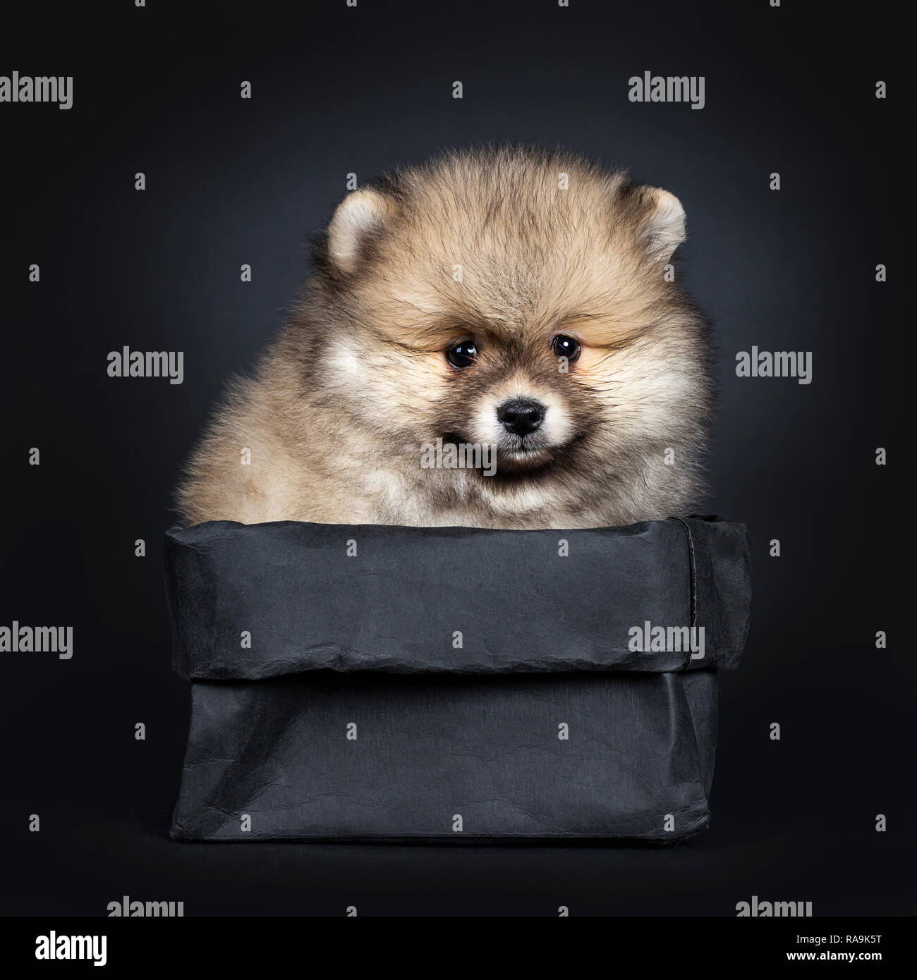 Cute Baby Pomeranian