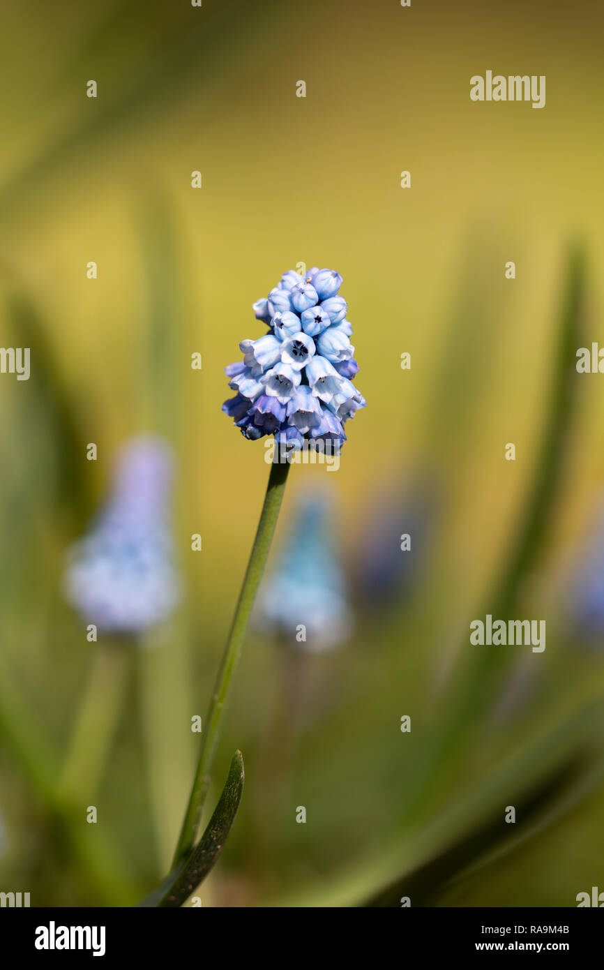 Single stem and flowers hi-res stock photography and images - Alamy